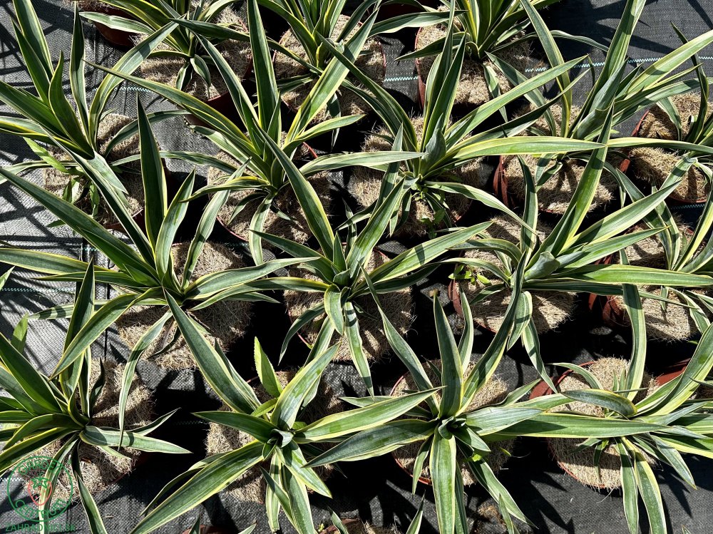 Juka nádherná ´VARIEGATA´ | 20-30 cm | zahradnici.sk